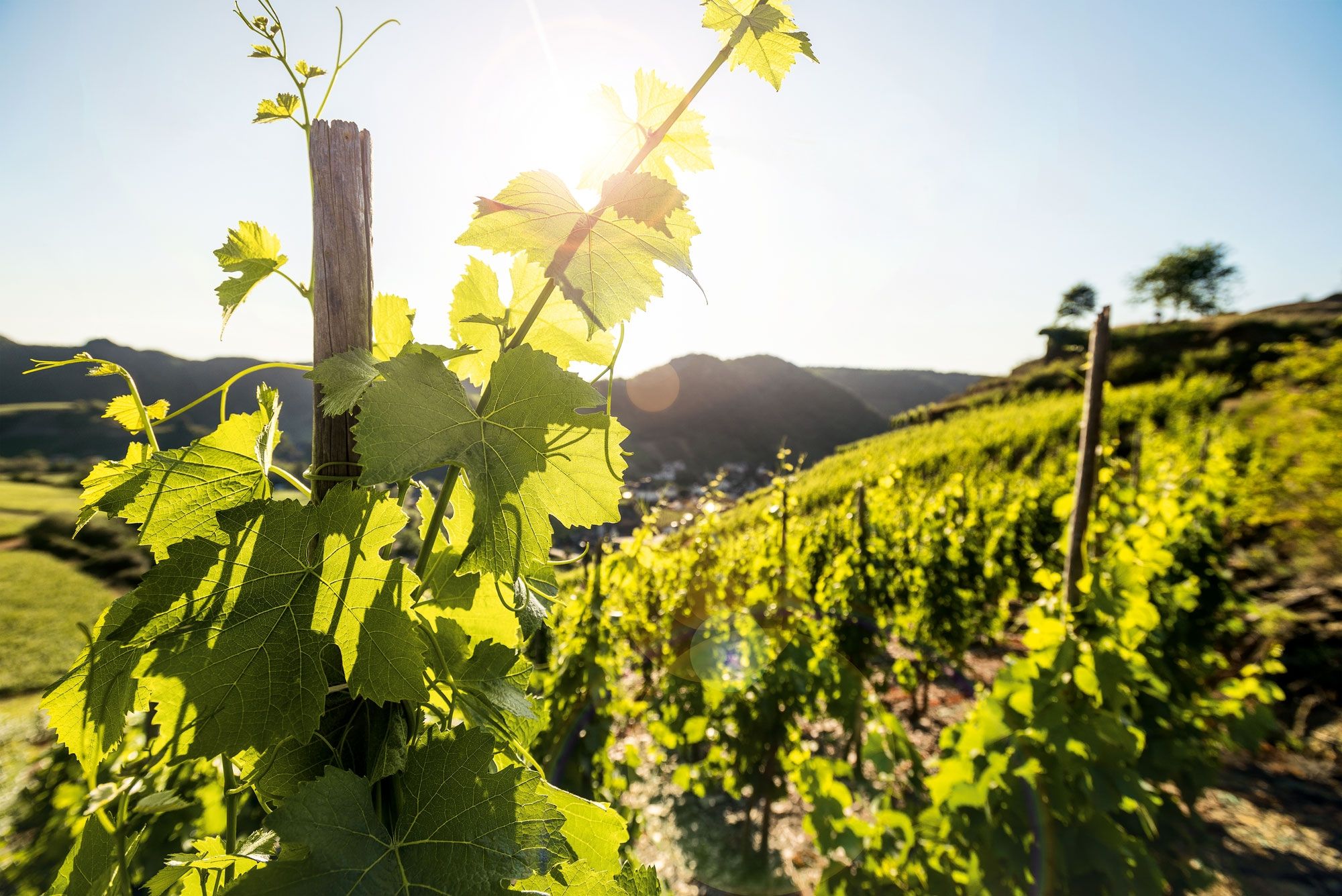 100 % Ökostrom mit Neukundenbonus + Preisgarantie